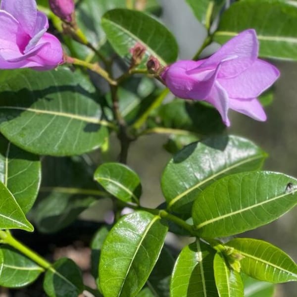 Rubber Vine Plants - Etsy