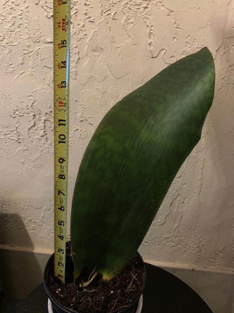 Sansevieria Shark Fin Snake plants Whale Fin Plant | Etsy