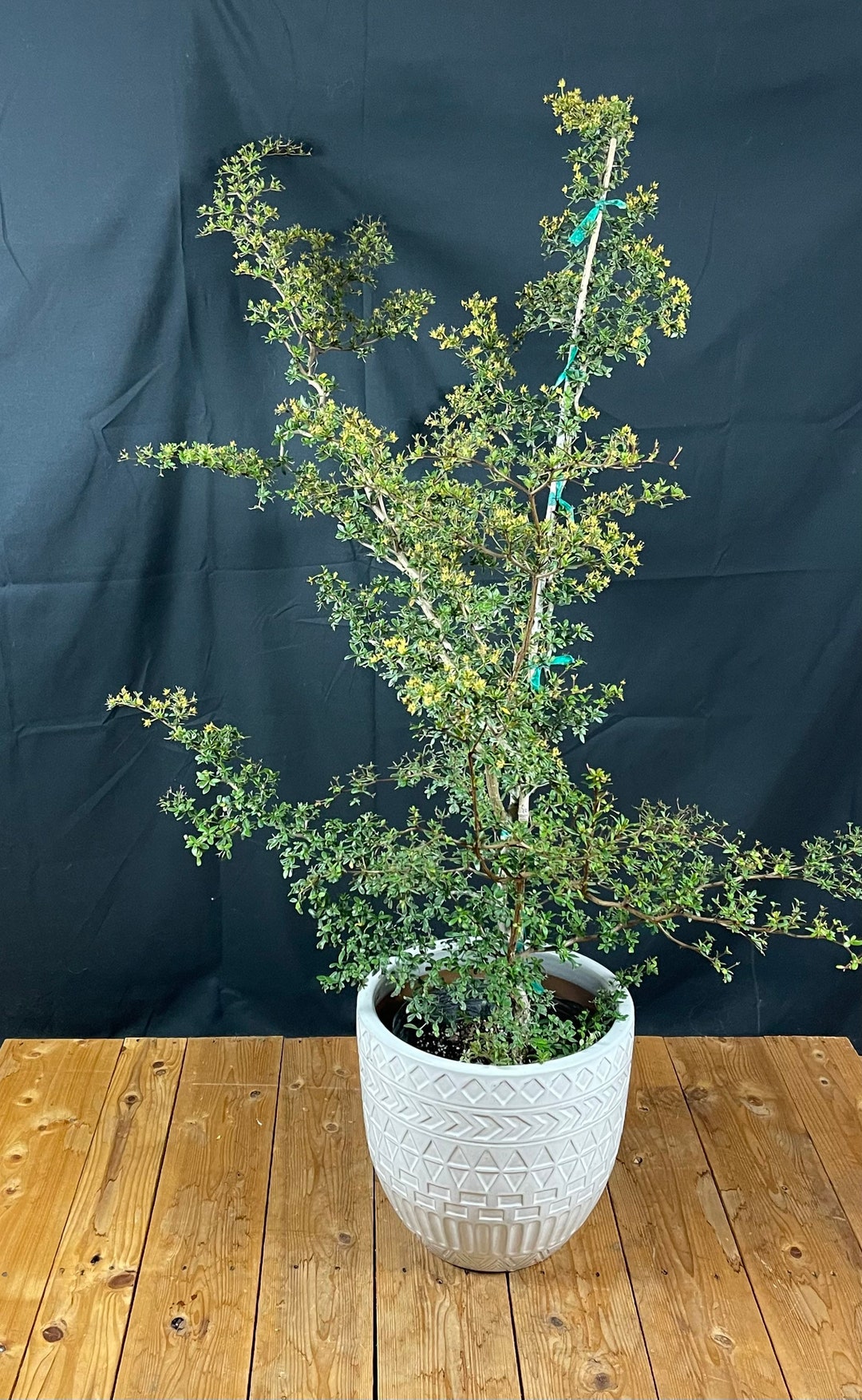 Spiny Black Olive (bucida Molinetti) 3 to 4 Feet Actual Photo EXPRESS ...