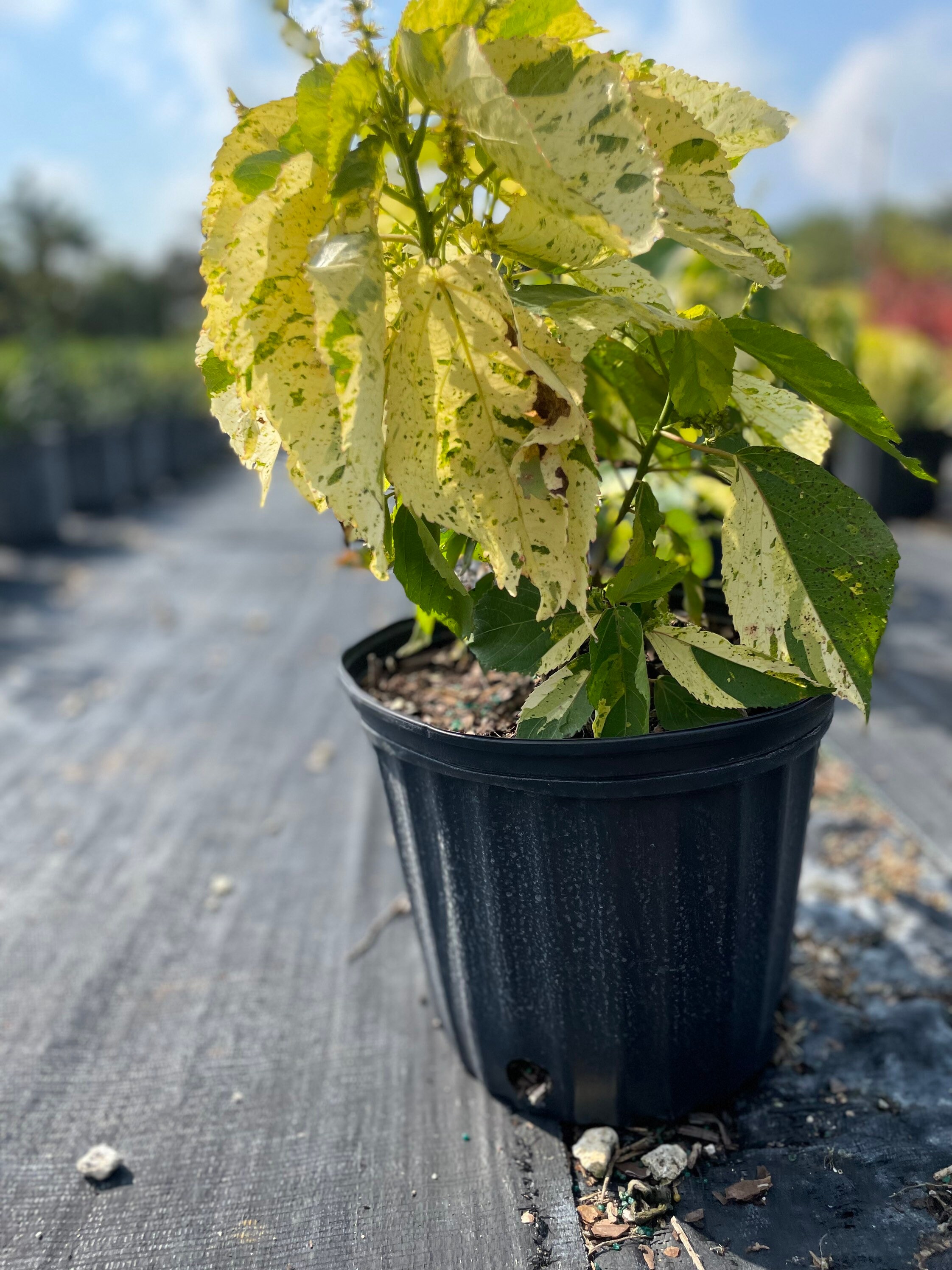Acalypha Plant Green - Etsy