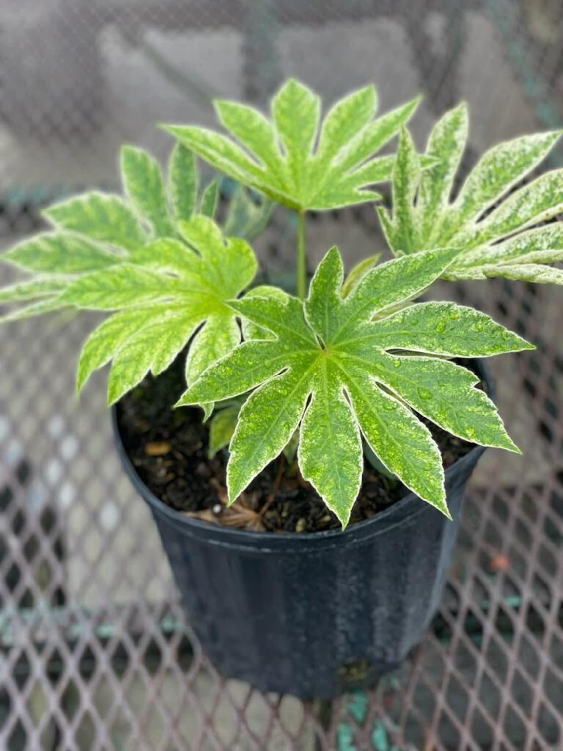 Spiders Web Plant (fatisa Japonica) - Etsy