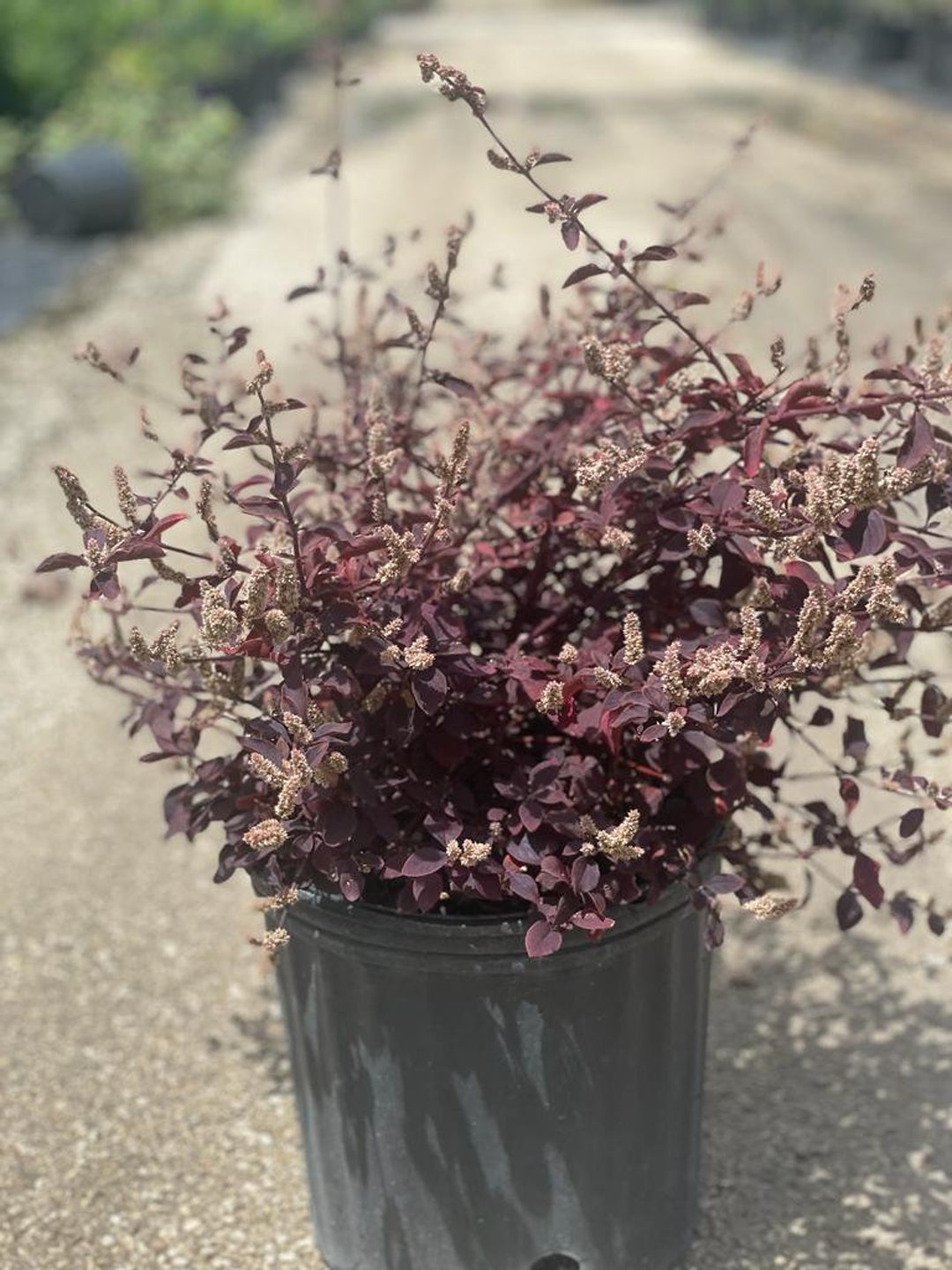 Red Velvet Plant - Etsy