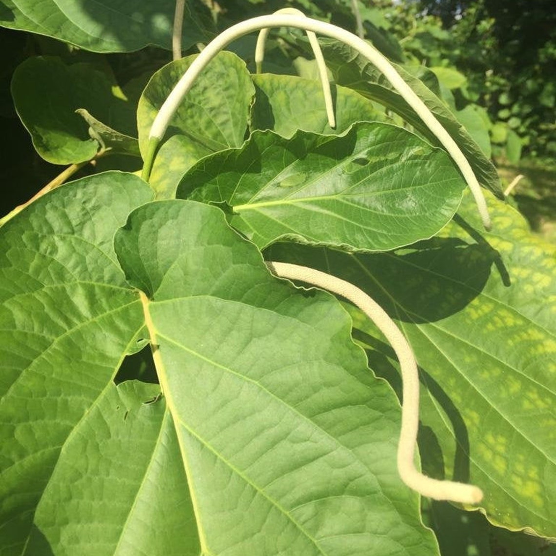 Mexican Pepperleaf - Hoja Santa Plant - Etsy