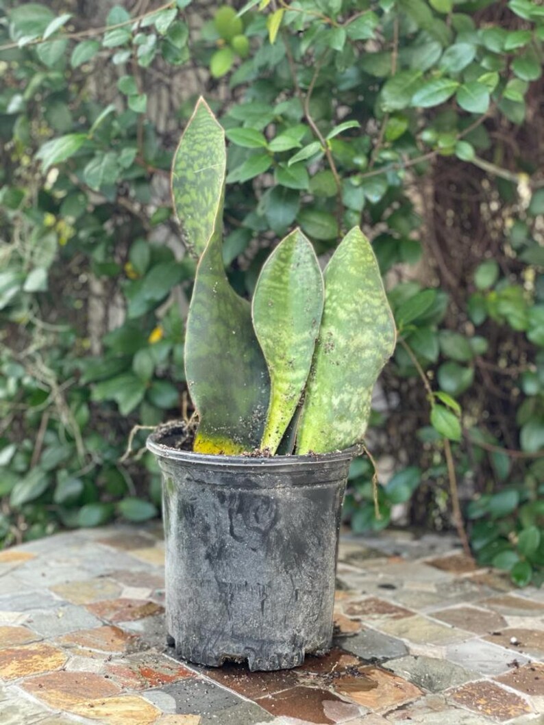 Sansevieria Shark Fin Snake plants Whale Fin Plant | Etsy