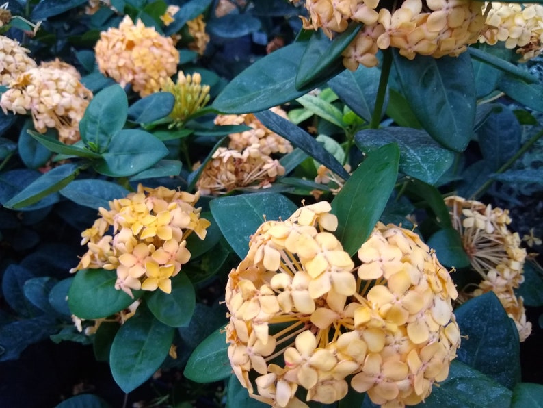 Maui Yellow Ixora - Etsy