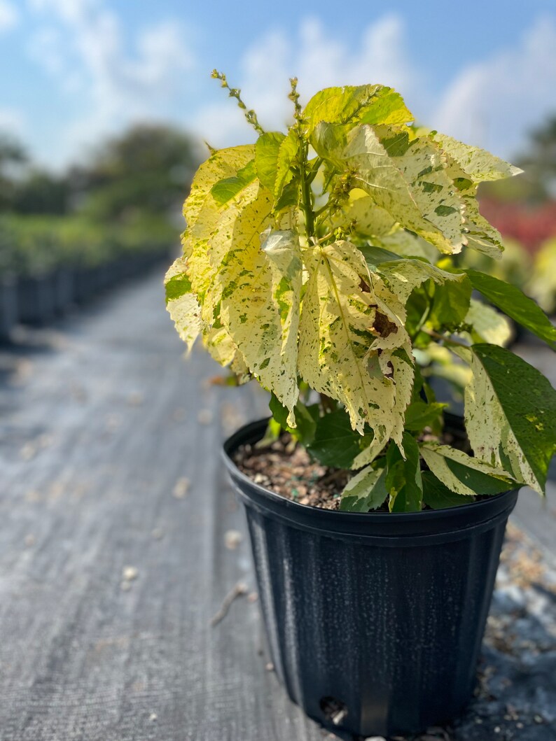 Acalypha Plant Green - Etsy
