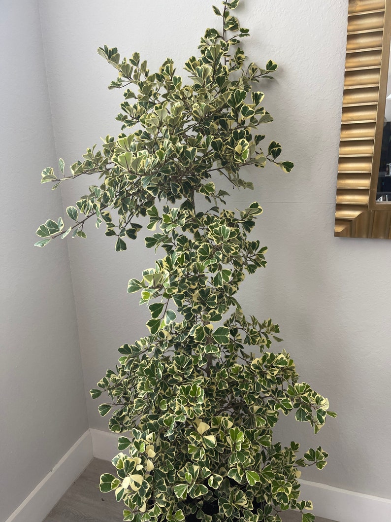 Variegated Ficus Triangularis 4 to 5 Feet EXPRESS SHIPPING - Etsy