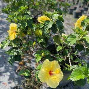 Hula Hibiscus Plant - Etsy