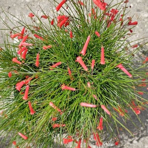 10 Red Firecracker Plants (free Shipping) - Etsy
