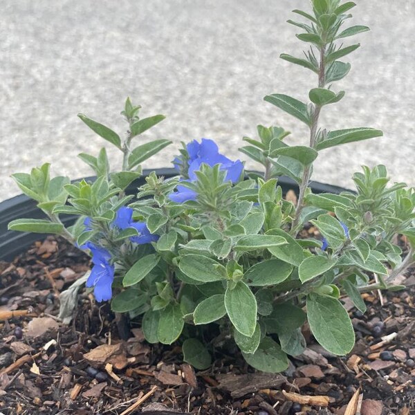 Blue Daze Seeds - Etsy