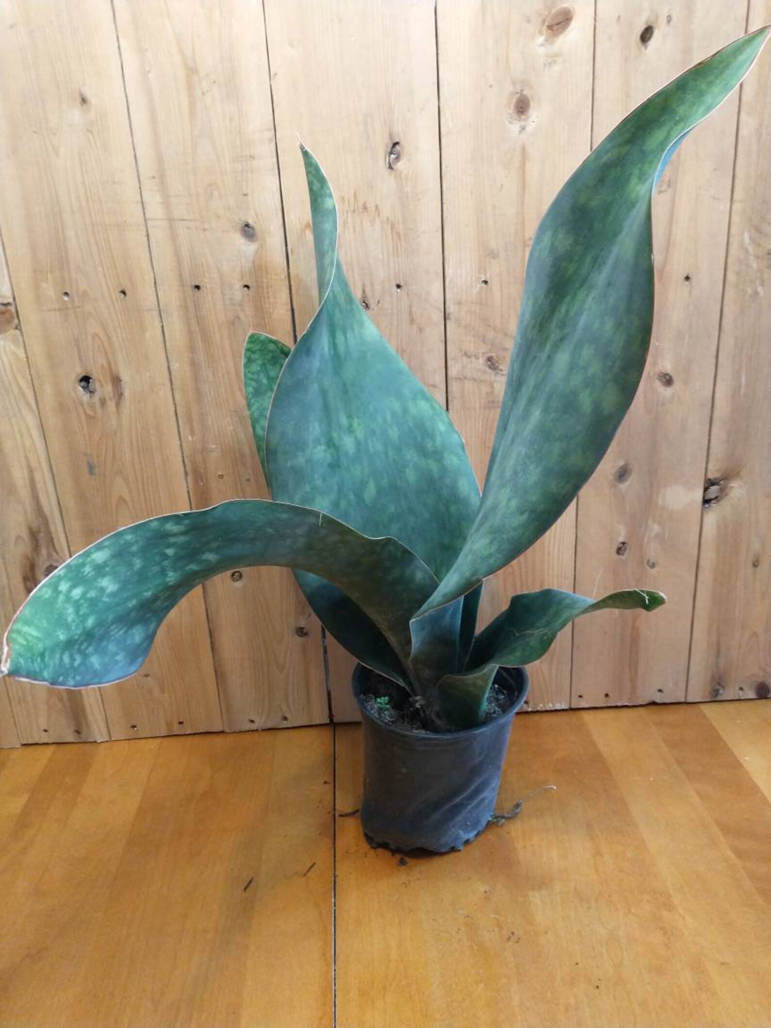Sansevieria Shark Fin Snake plants Whale Fin Plant | Etsy