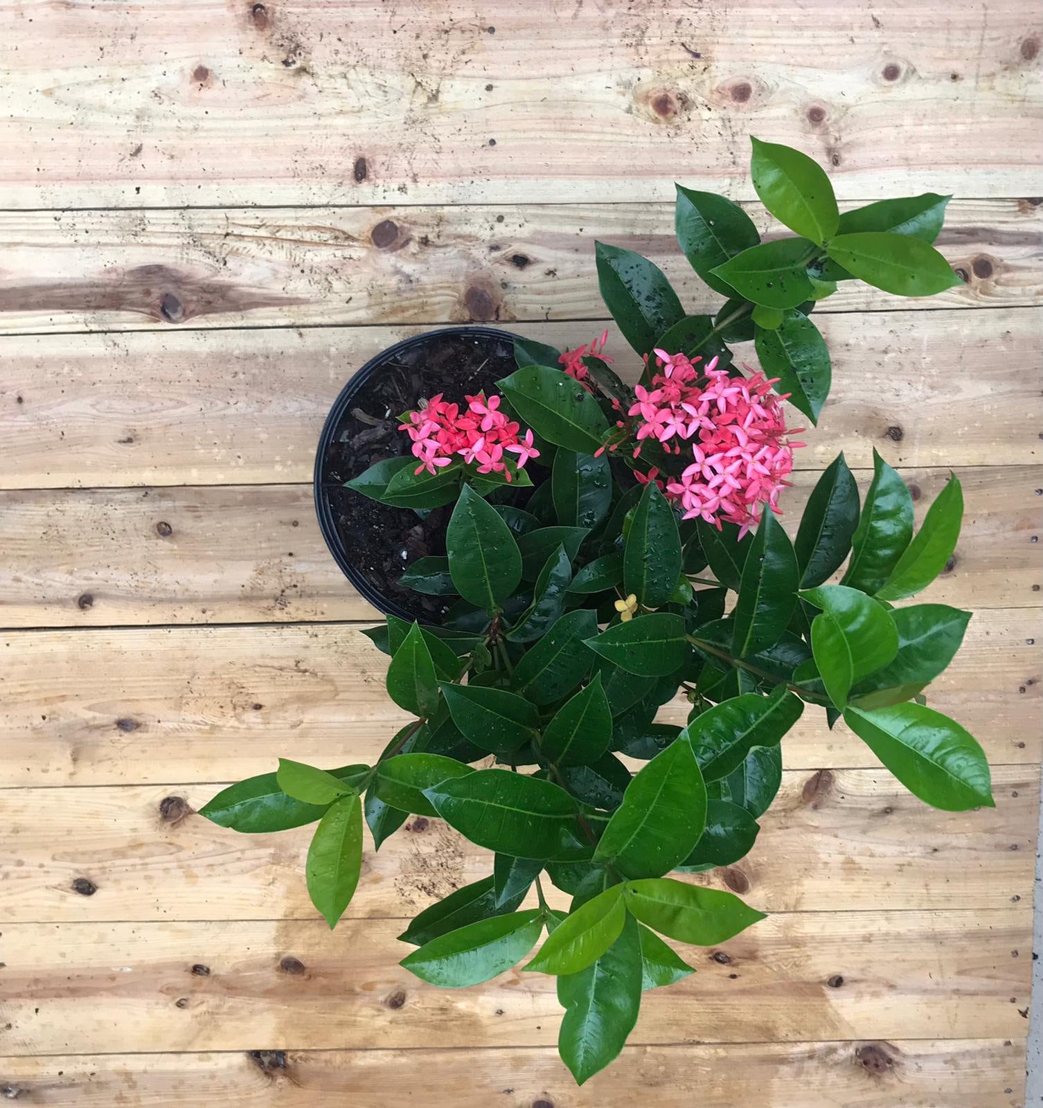 Pink Nora Grant Ixora - Etsy