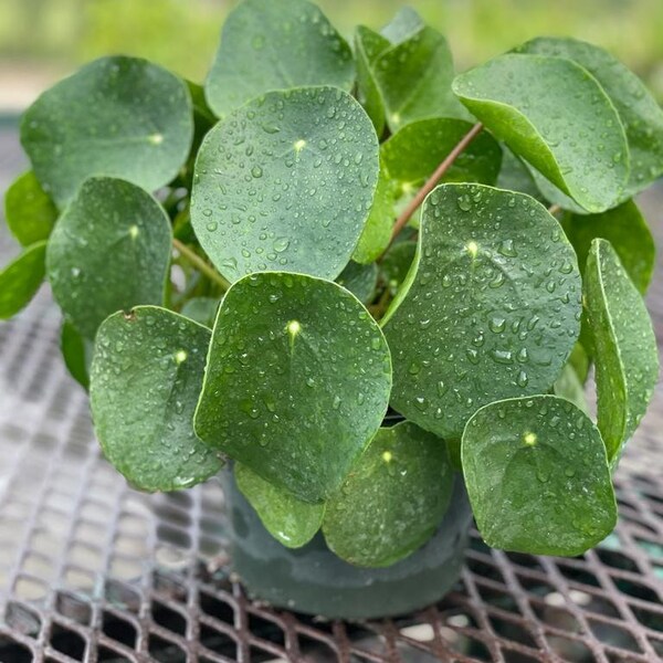 Chinese Money Tree - Etsy