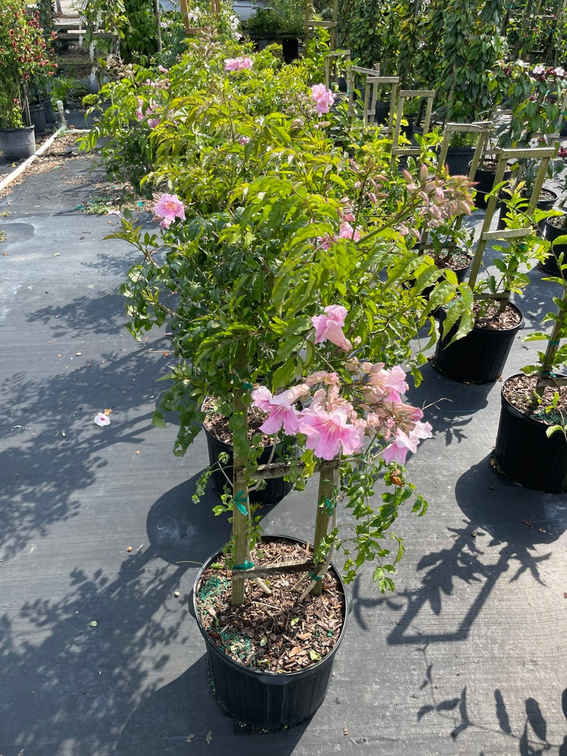 Pink Trumpet Vine - Etsy