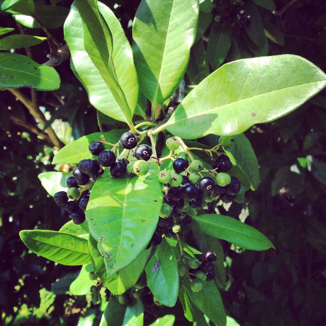 All Spice (pimenta Dioica) Potted Plant - Etsy