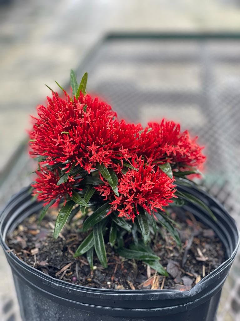 Red Vines Plant In Thailand