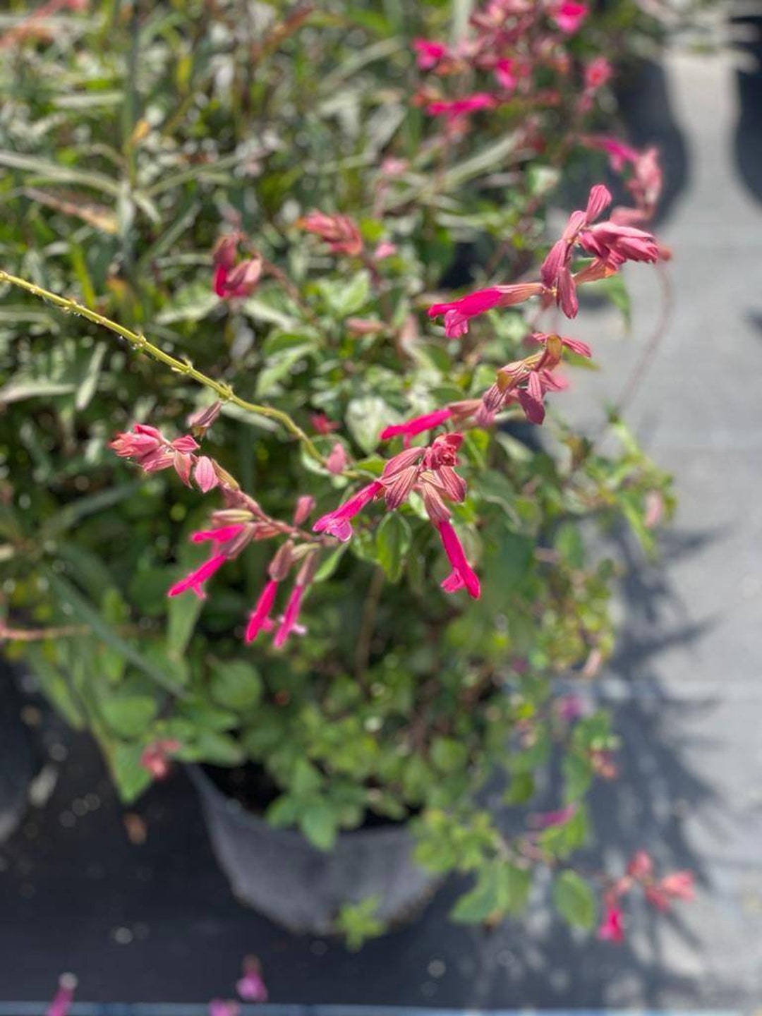 Wendys Wish Plant - Etsy