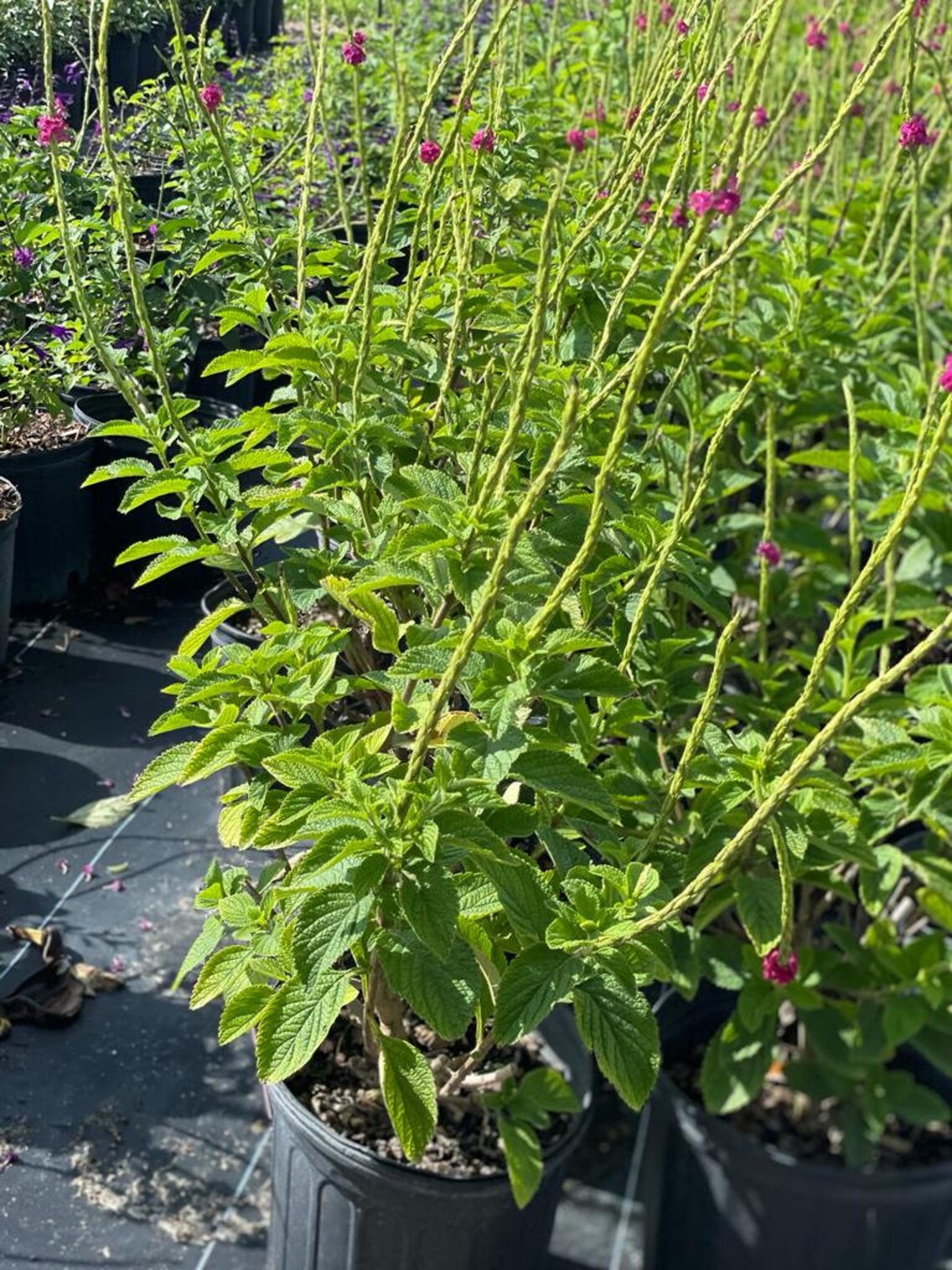 Purple Porterweed - Etsy