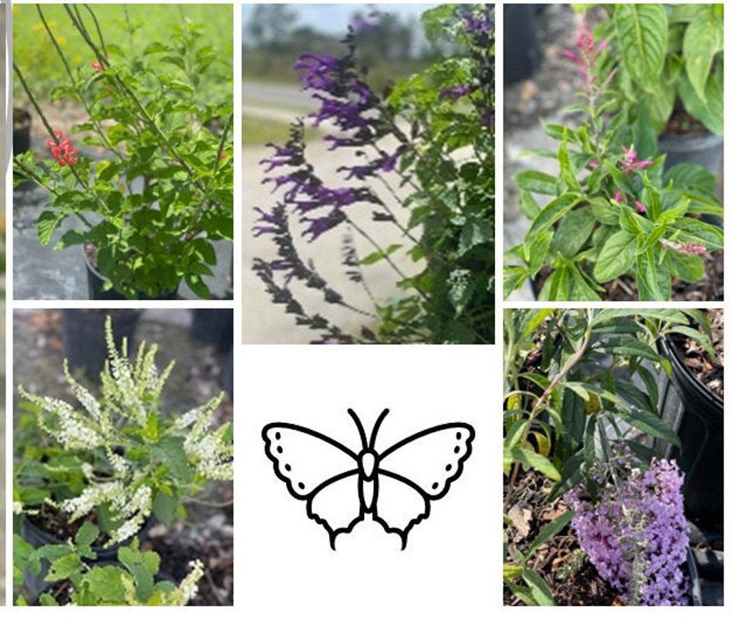 Butterfly Plant Package - 5 Plants EXPRESS Shipping Included - Etsy