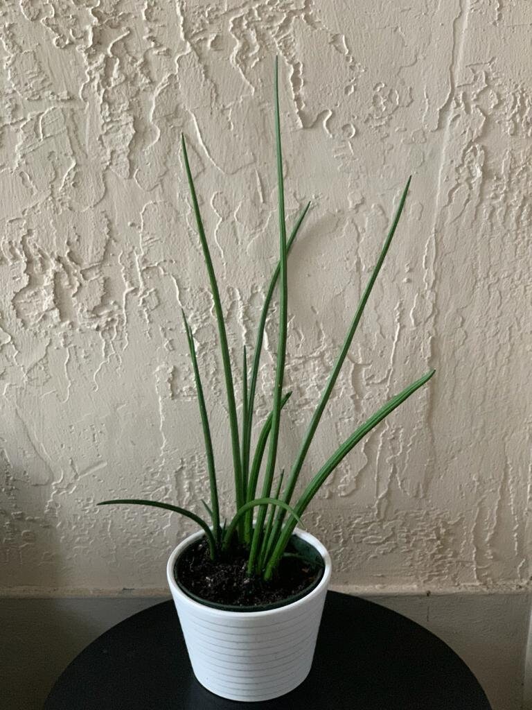 Home & Hobby Sanseveria Caniculata Plant Floral & Garden Crafts Craft ...