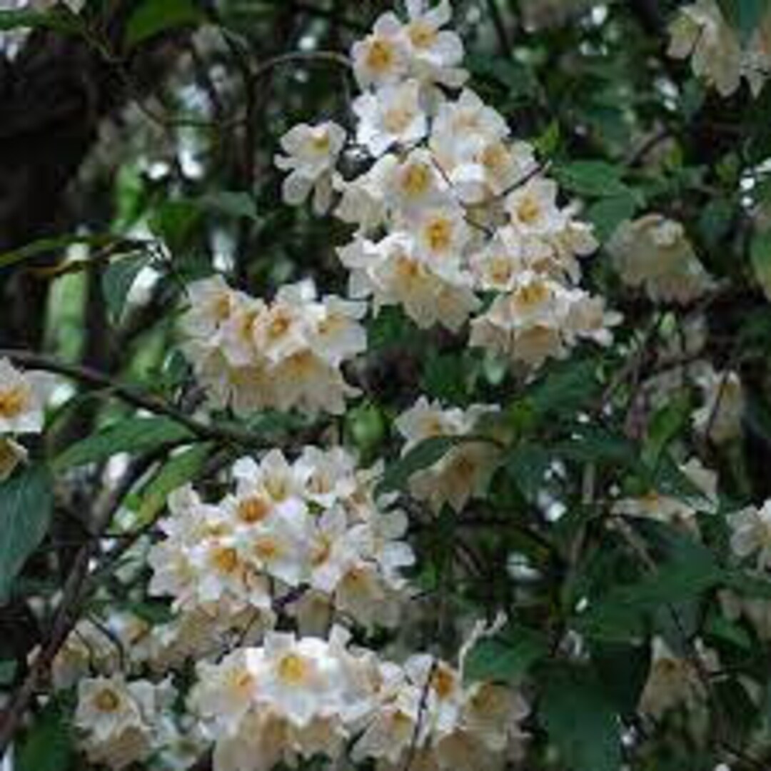 Rothmannia Globosa Tree - Etsy