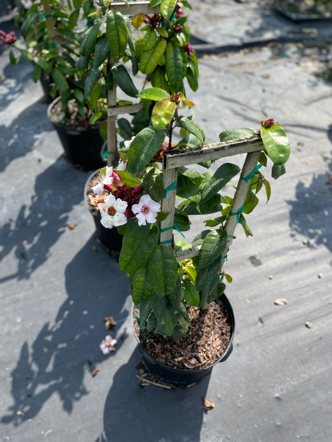 Climbing Oleander Stropanthus Gratus - Etsy