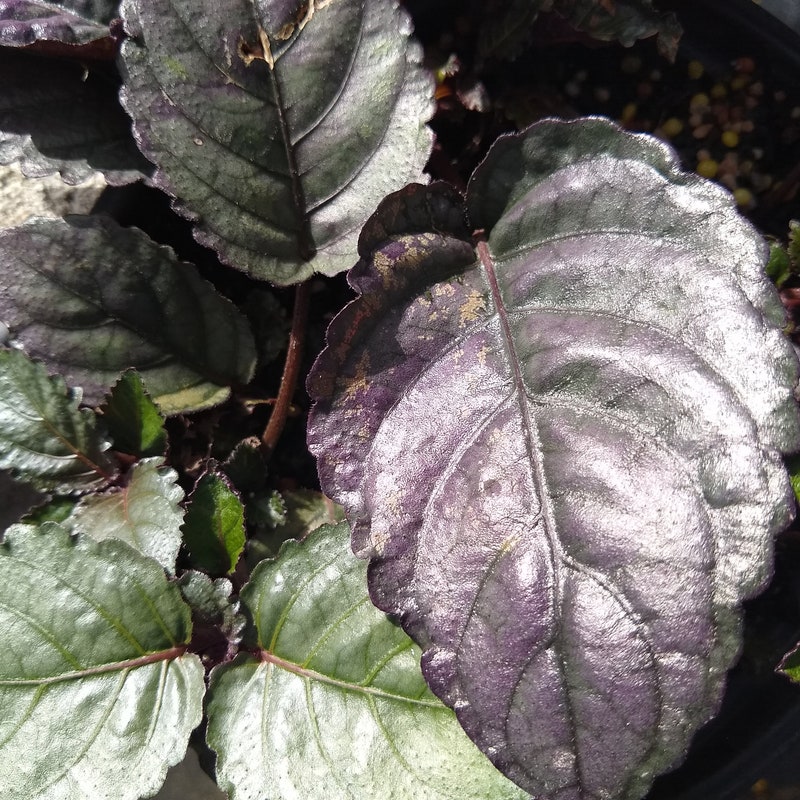 Purple Ivy Plant - Etsy