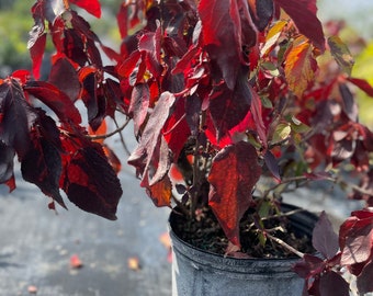 Acalypha Pendula Strawberry Firetails 2 Plant - Etsy