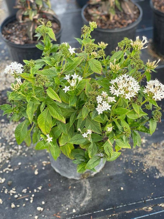 White Penta Plant - Etsy