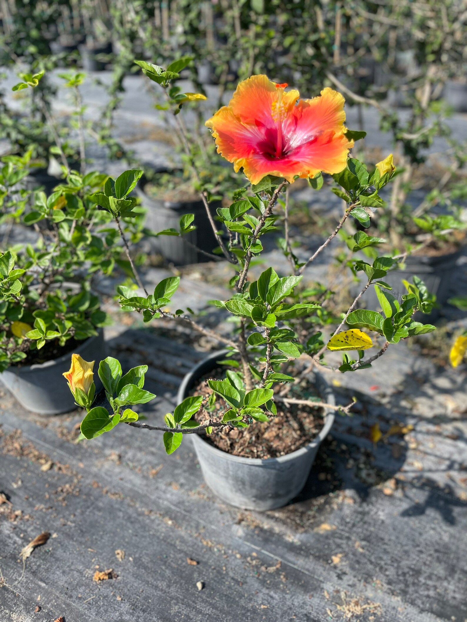 Fiesta Hibiscus Plant - Etsy