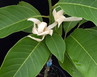 Michelia Alba/magnolia Champaca Live Plant (white Flowers) - Etsy