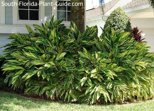 Variegated Ginger alpinia Zerumbet Variegata - Etsy