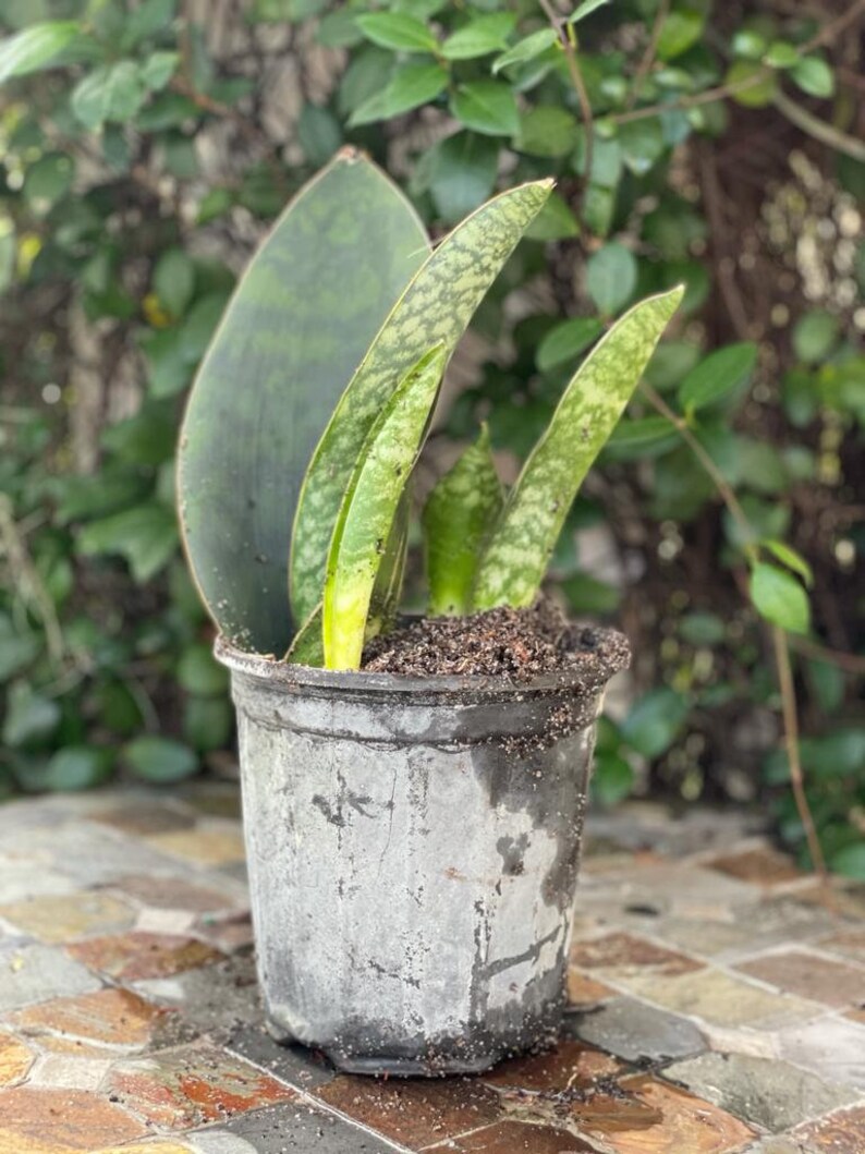 Sansevieria Shark Fin Snake plants Whale Fin Plant | Etsy