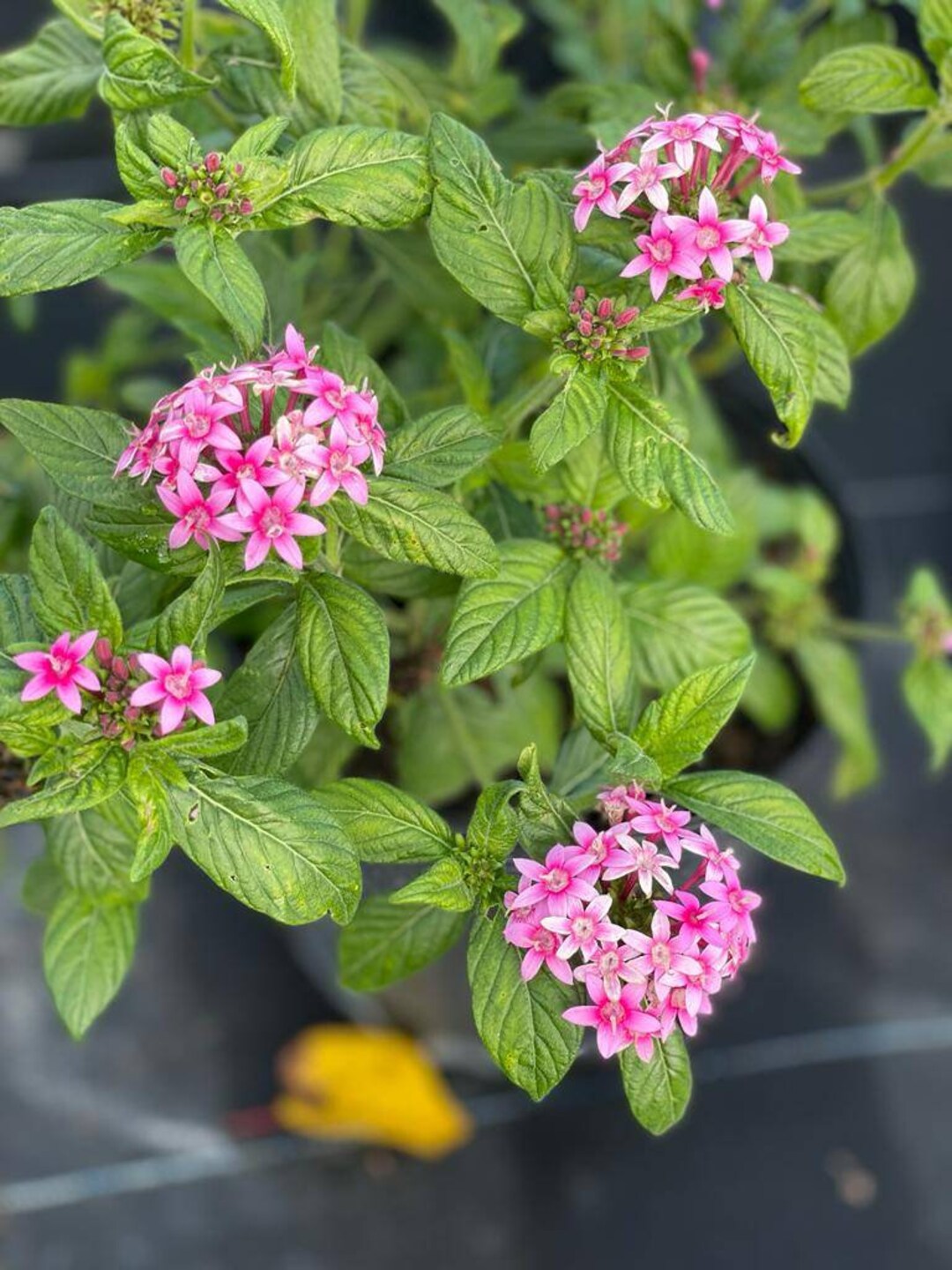 Pink Pentas - Etsy