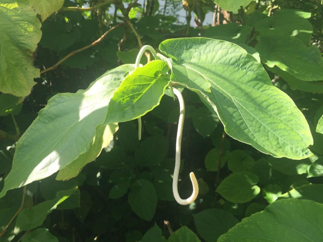 Mexican Pepperleaf - Hoja Santa Plant - Etsy