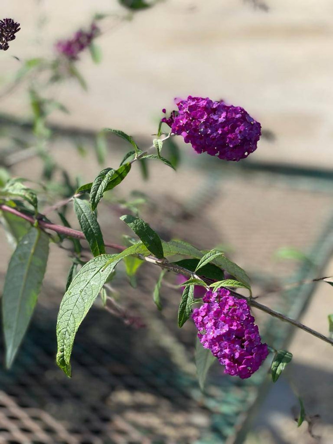 Deep Purple Butterfly Bush - Etsy