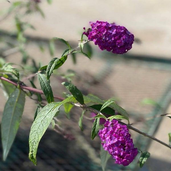 Butterfly Bush - Etsy