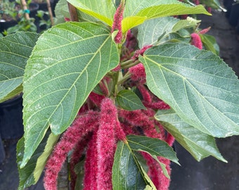 Acalypha Hispida chenille Bush Plant - Etsy