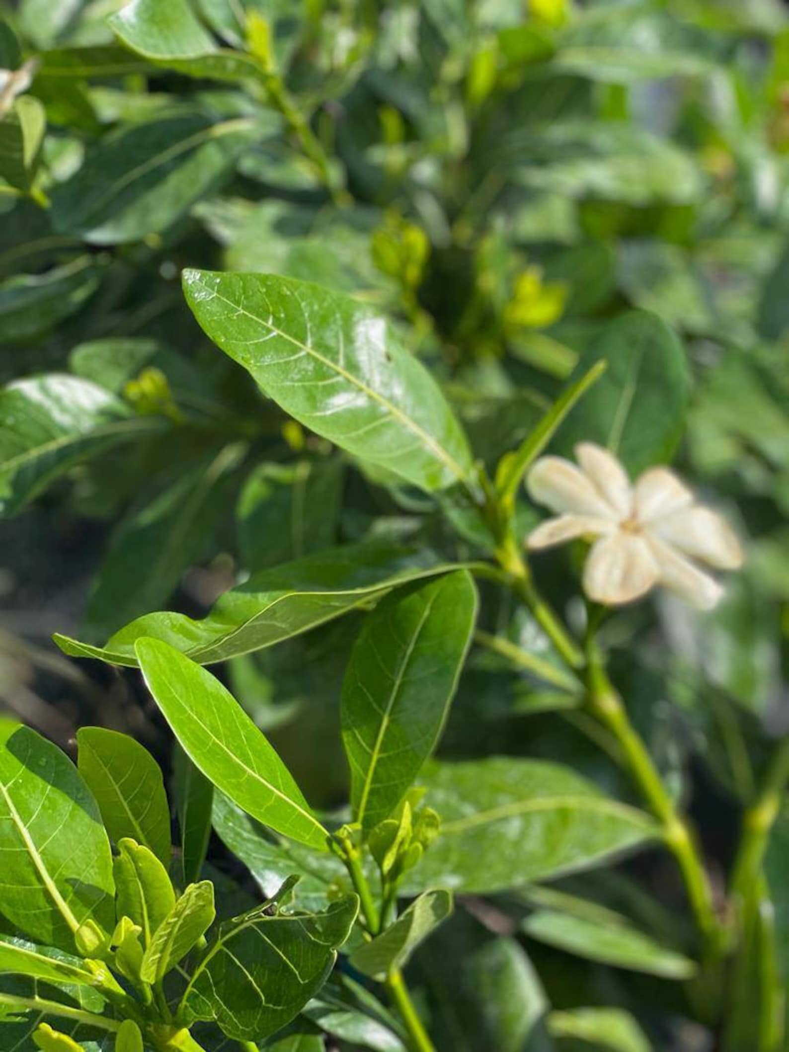 Single Tahitian Gardenia - Etsy