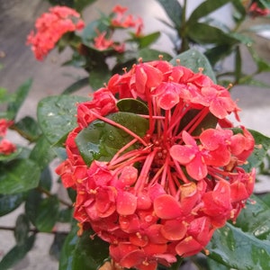 Maui Red Ixora - Etsy