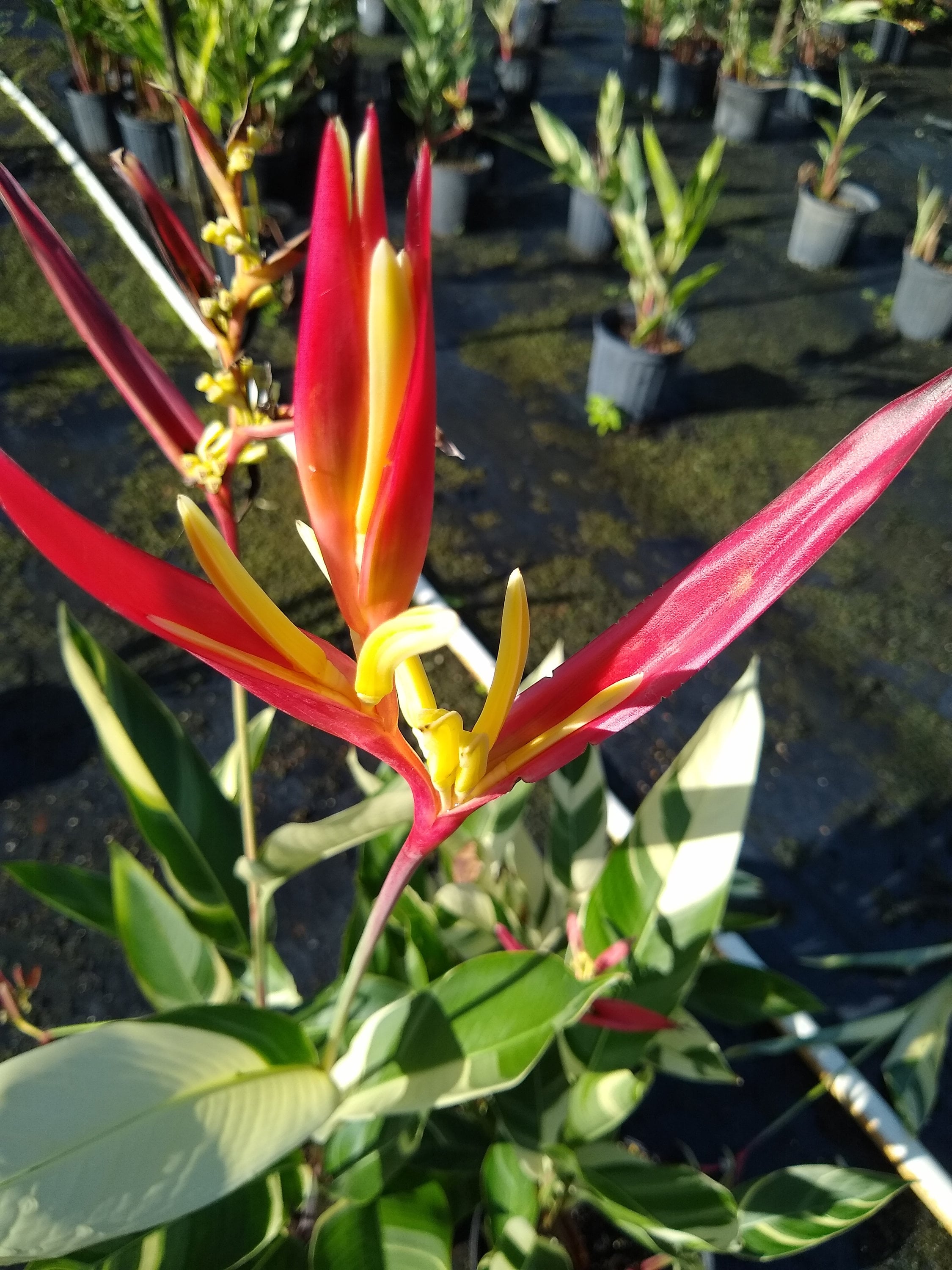 Heliconia Bunt Psittacorum (Lady Di) Rhizom - Etsy.de