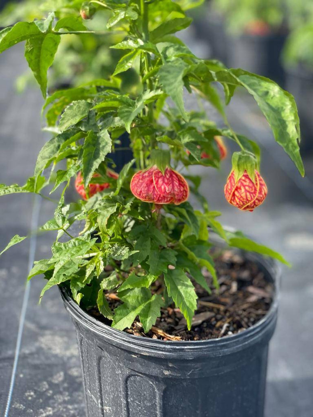 Red Vein Indian Mallow - Etsy