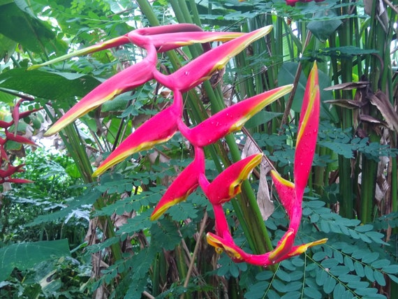 Heliconia Marginata Rauliniana Rhizome - Etsy