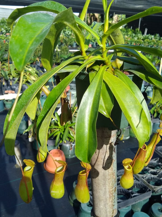 Hanging Pitcher Plant 25 Hanging Pitcher Plant Carnivorous Flower
