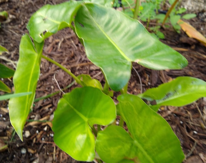 Mexican Pepperleaf Hoja Santa Plant - Etsy