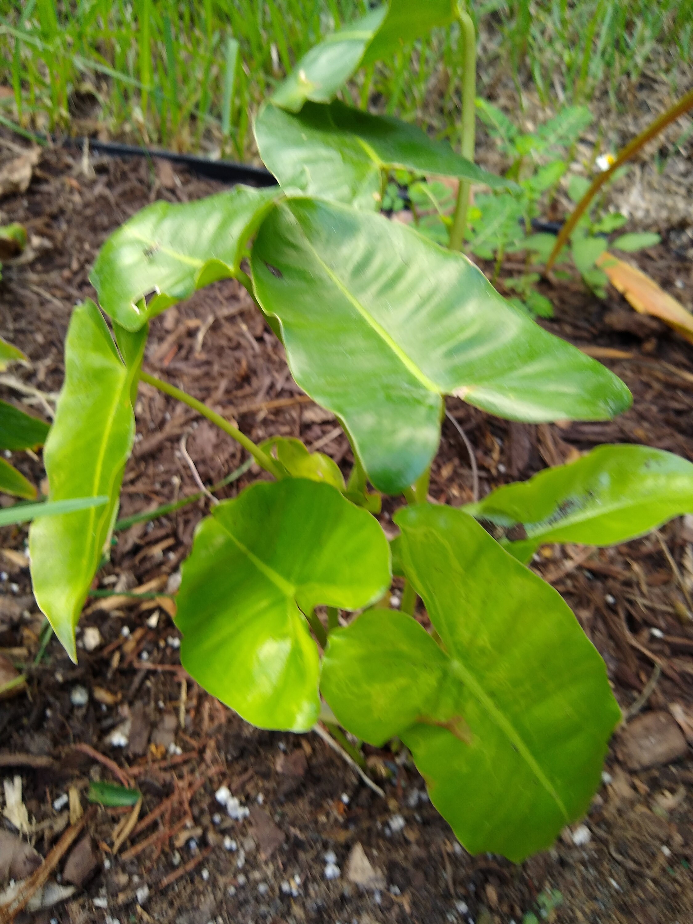 Philodendron Elephant Ear