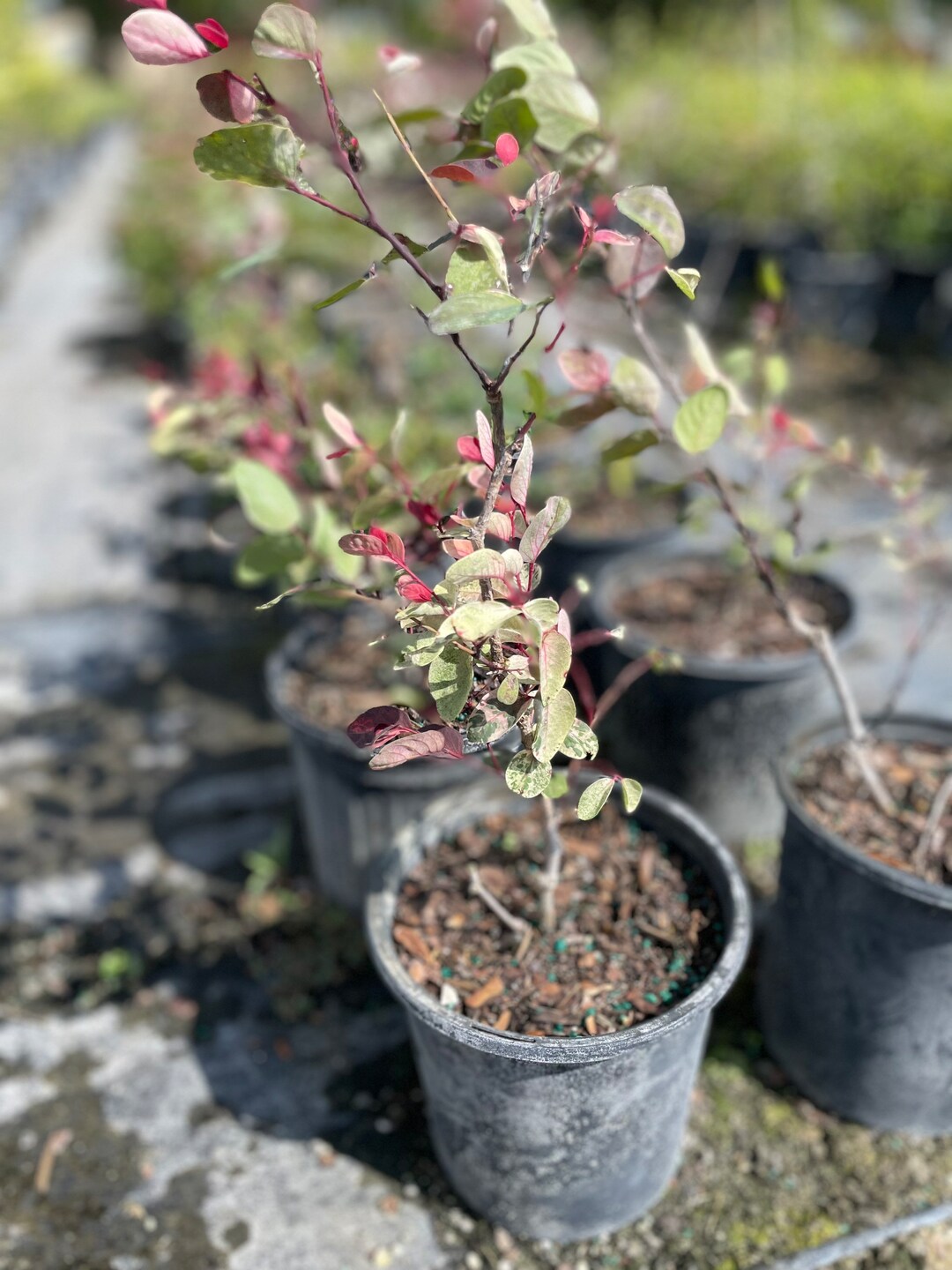 Snowbush Plant Breynia Disticha - Etsy