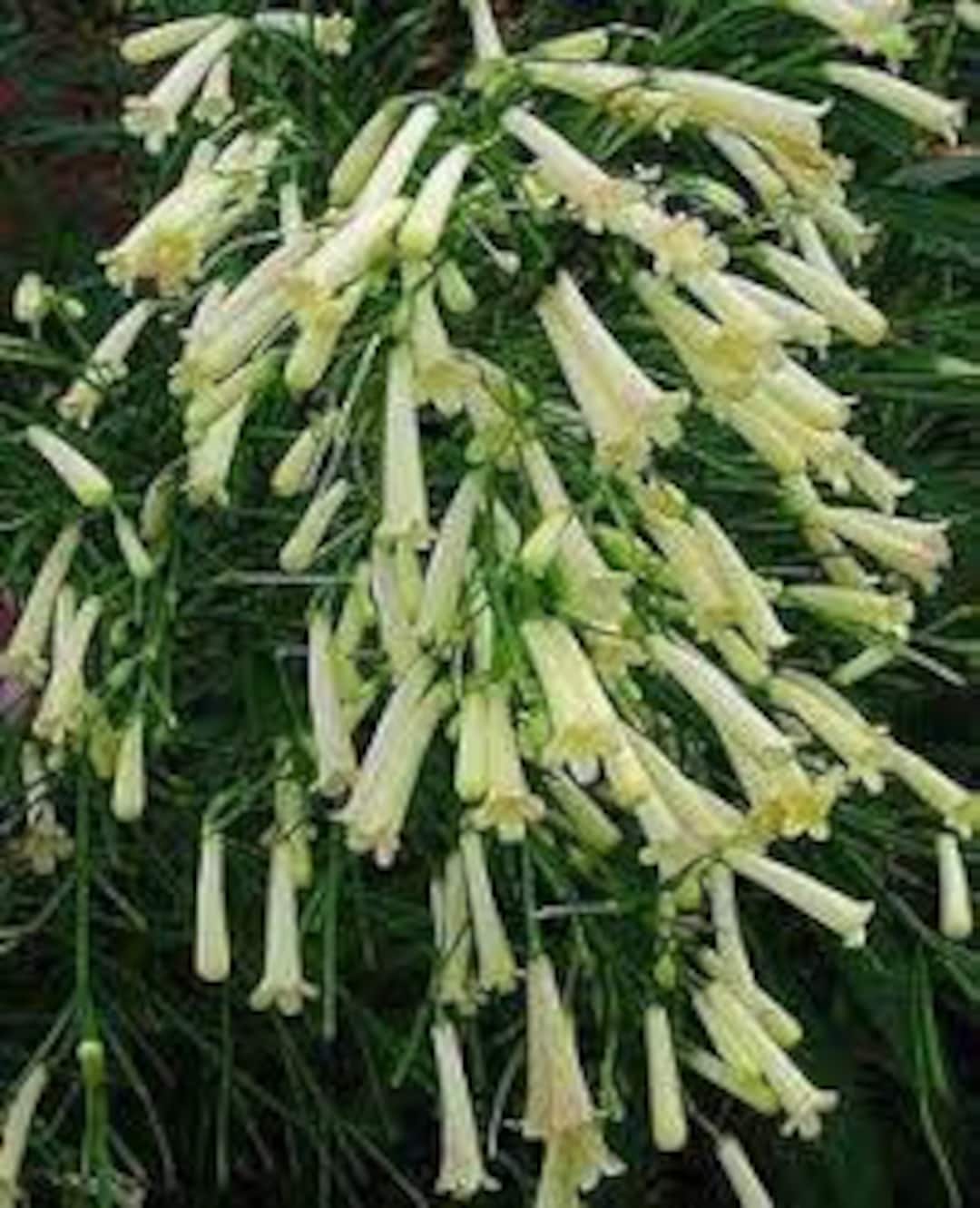 10 White Firecracker Plants (free Shipping) - Etsy