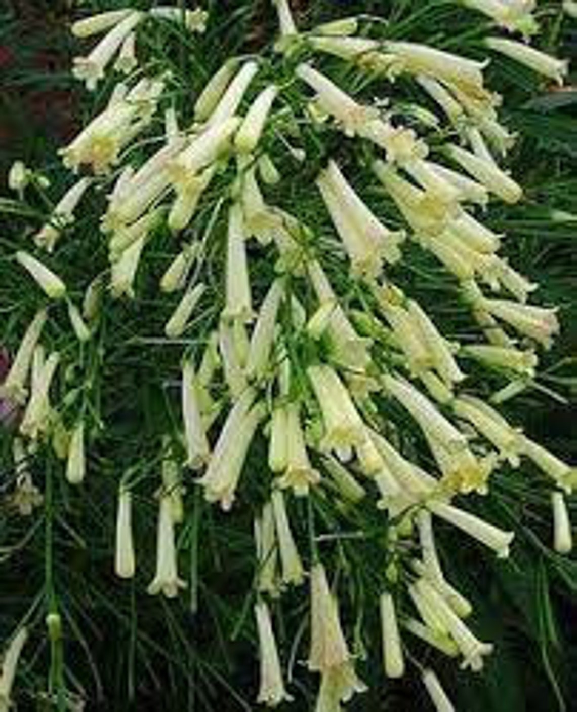 10 White Firecracker Plants free Shipping - Etsy