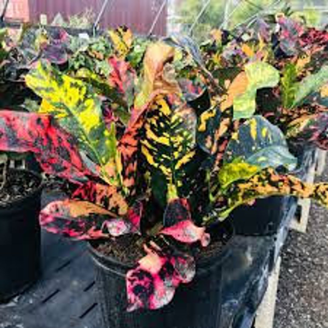 Croton Magnificent - Etsy